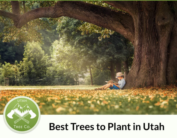 Best Trees to Plant in Utah – Tree Co