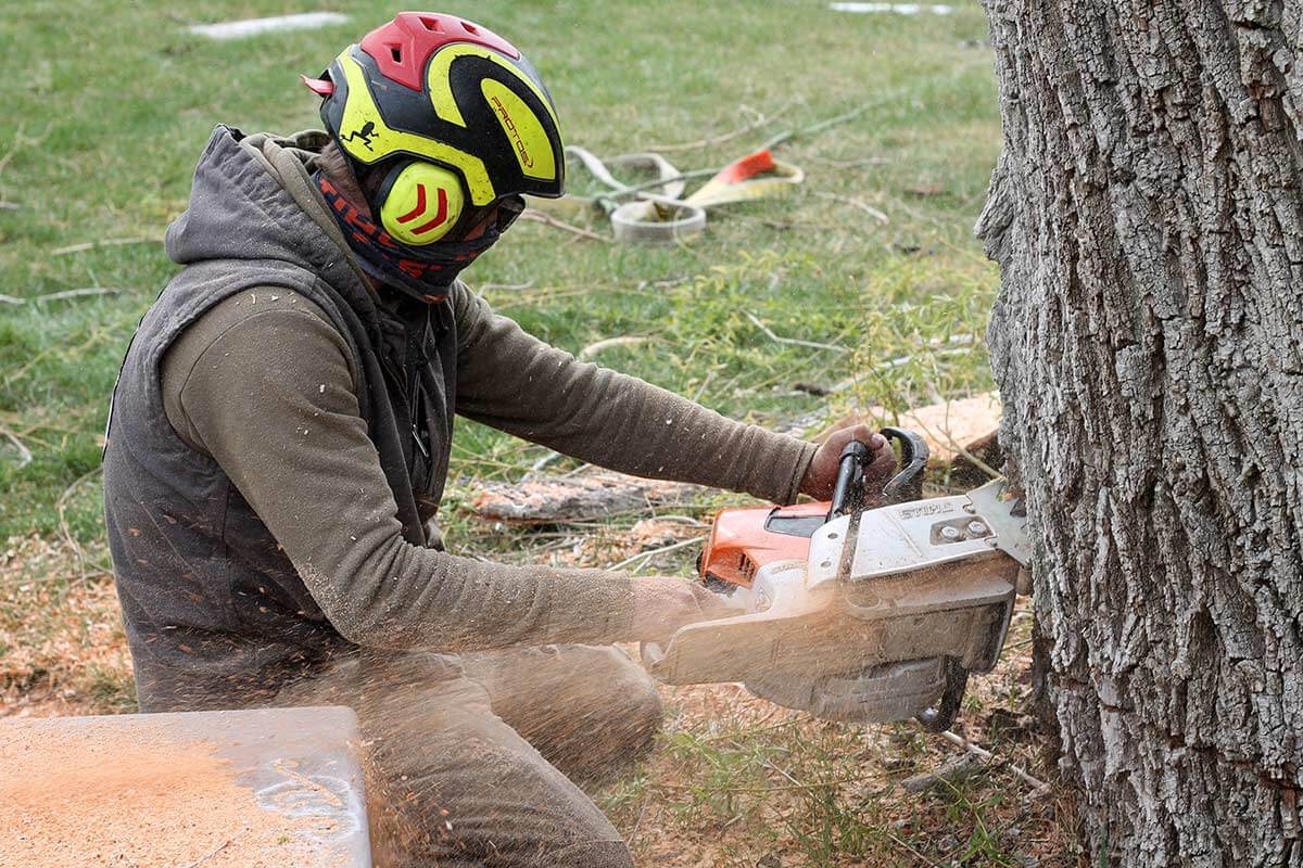 Summer Pruning Do’s and Don’ts: Maintaining Tree Health and Shape ...