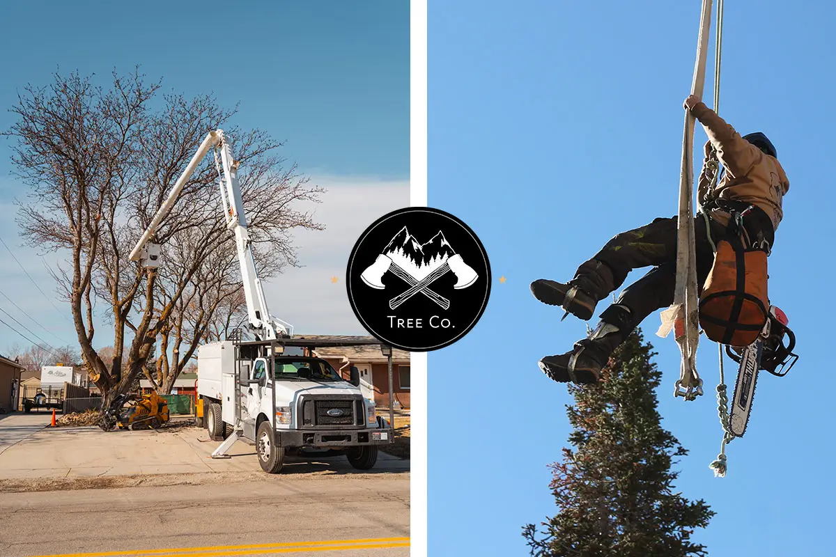 The Importance of Removing Large Unhealthy or Dead Trees Before Winter ...