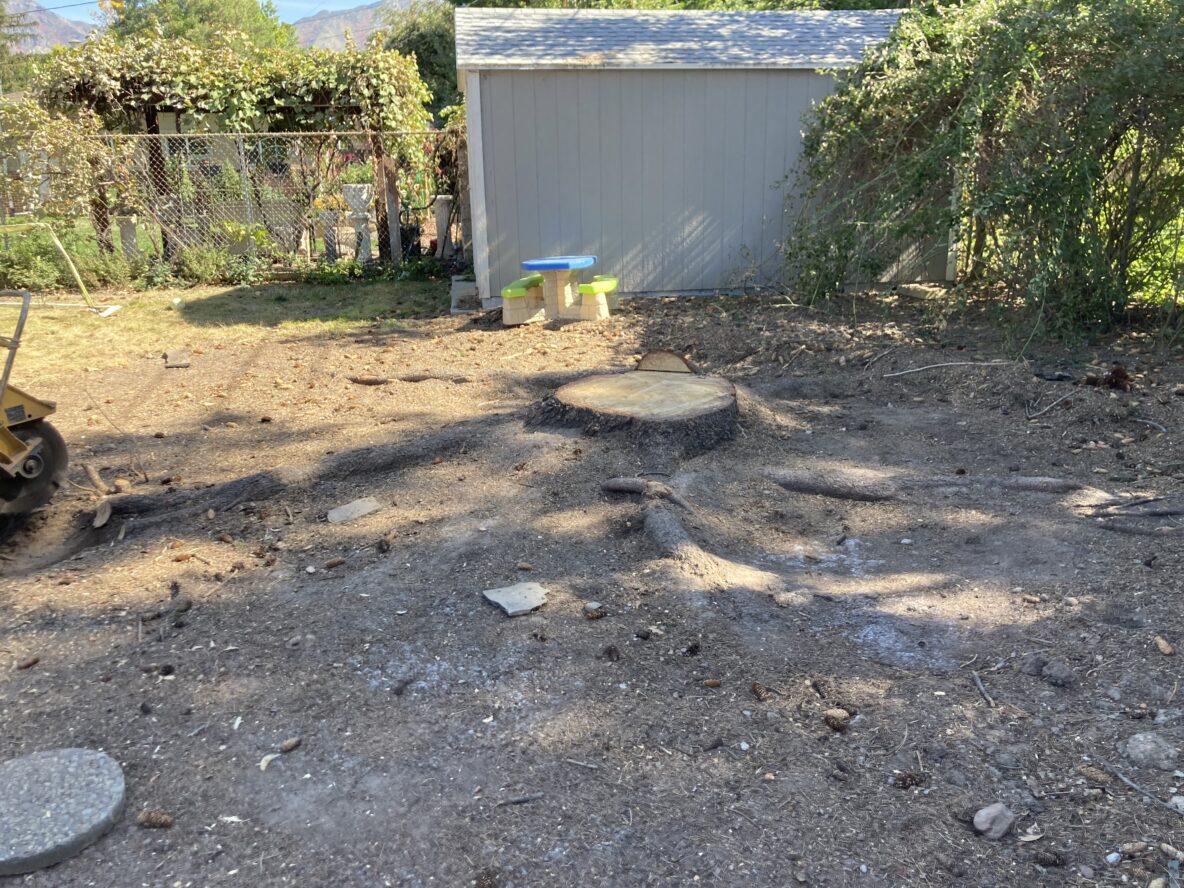 Affordable Holladay Tree Removal & Stump Grinding | Free Quote – Tree Co
